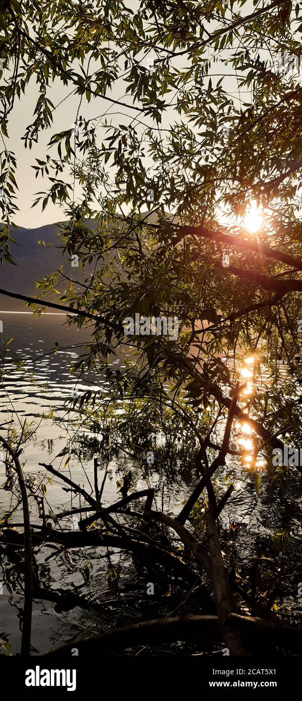 Sunlight between trees in tropical hi-res stock photography and images ...