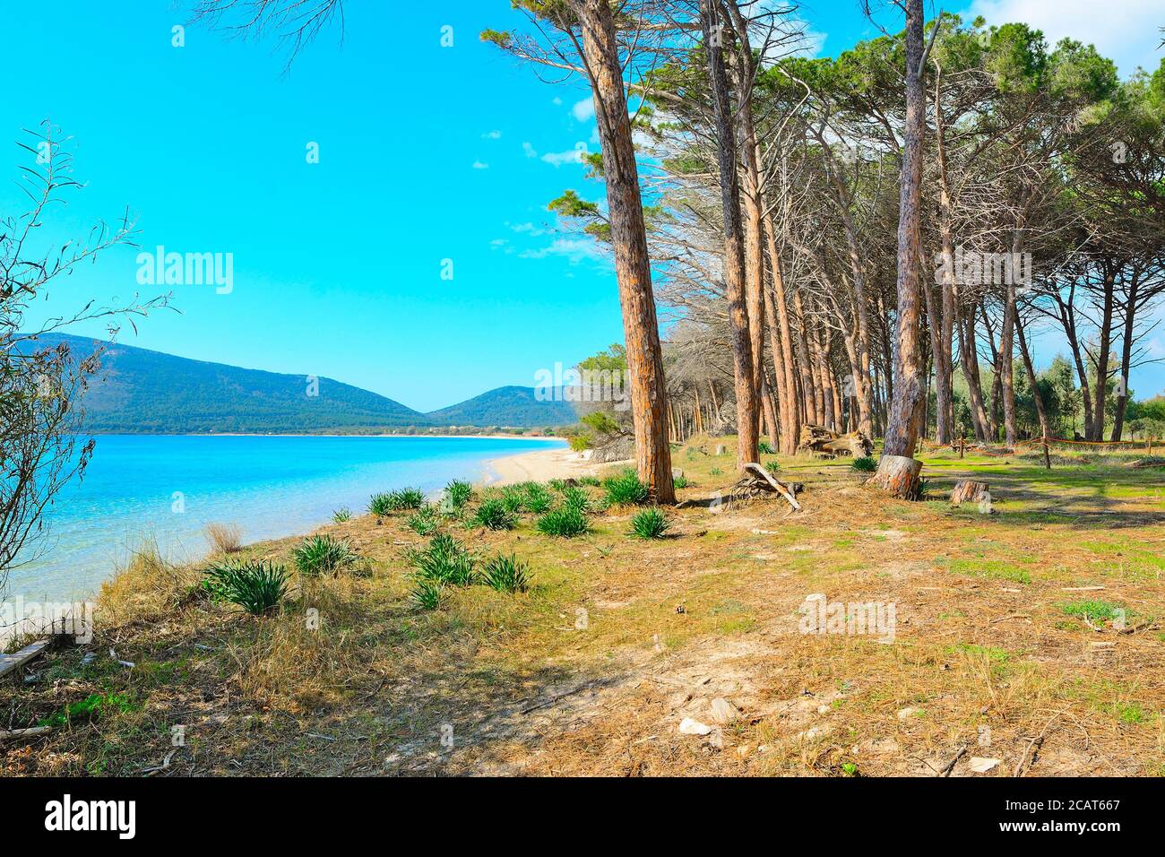 Sand pine scrub forest hi-res stock photography and images - Alamy
