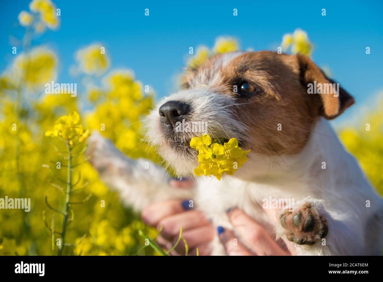 jack russell dog sniffing yellow wraps flowers Stock Photo - Alamy