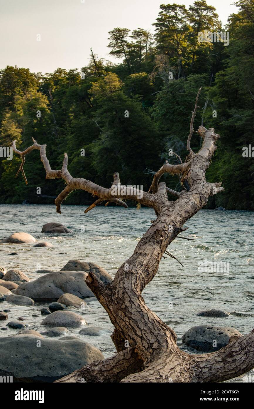 tree in the water Stock Photo - Alamy