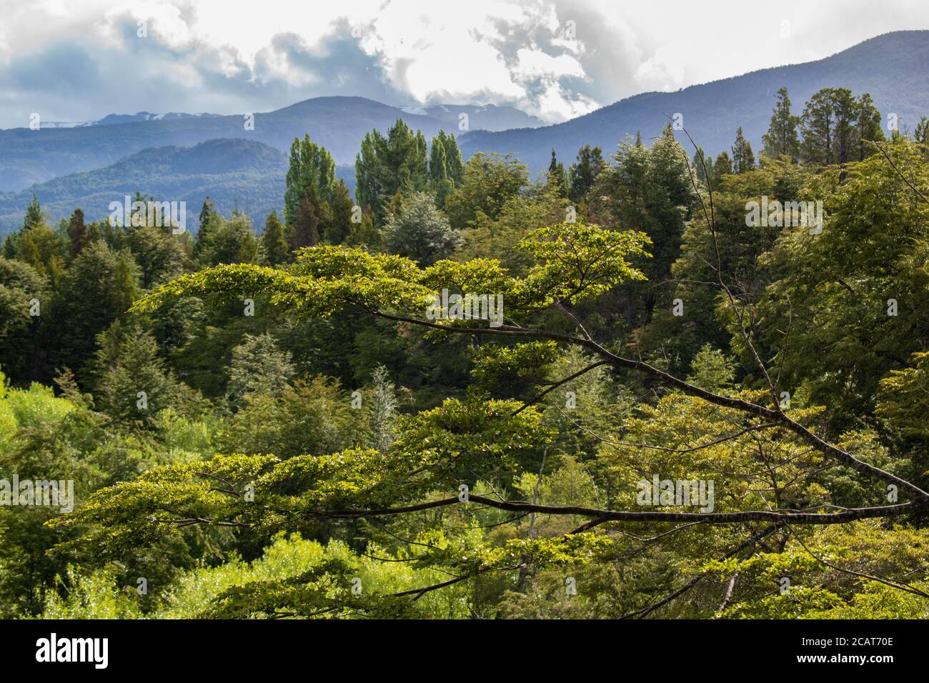 Pine trees logo drawing hi-res stock photography and images - Alamy
