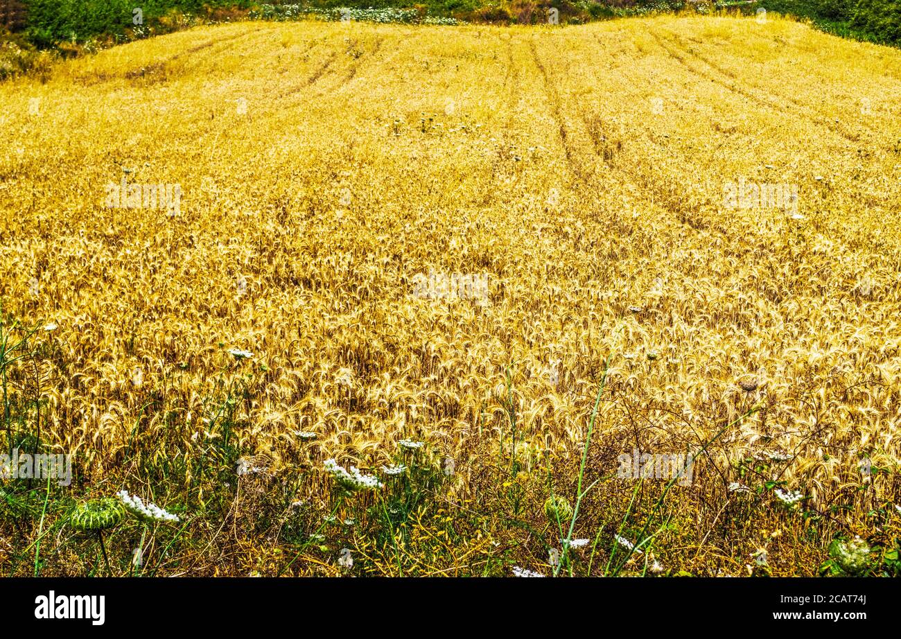 yellow hay field in Sardinia, Italy Stock Photo - Alamy