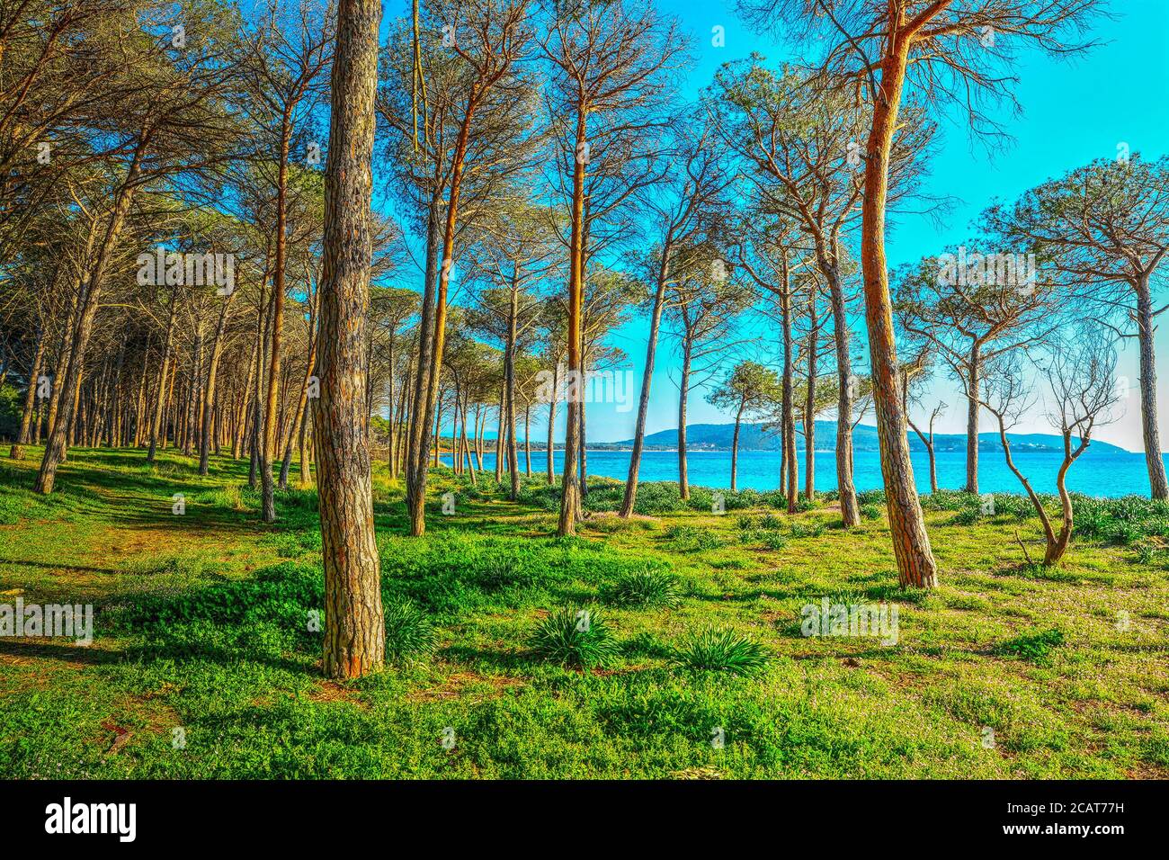 Mugoni pine wood by the sea, Sardinia Stock Photo - Alamy