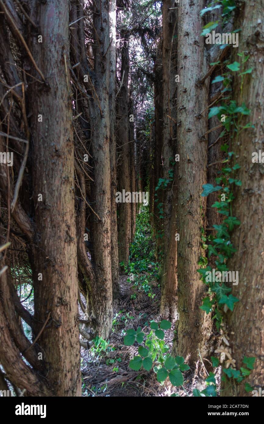 dark walkway through two rows of trees Stock Photo - Alamy