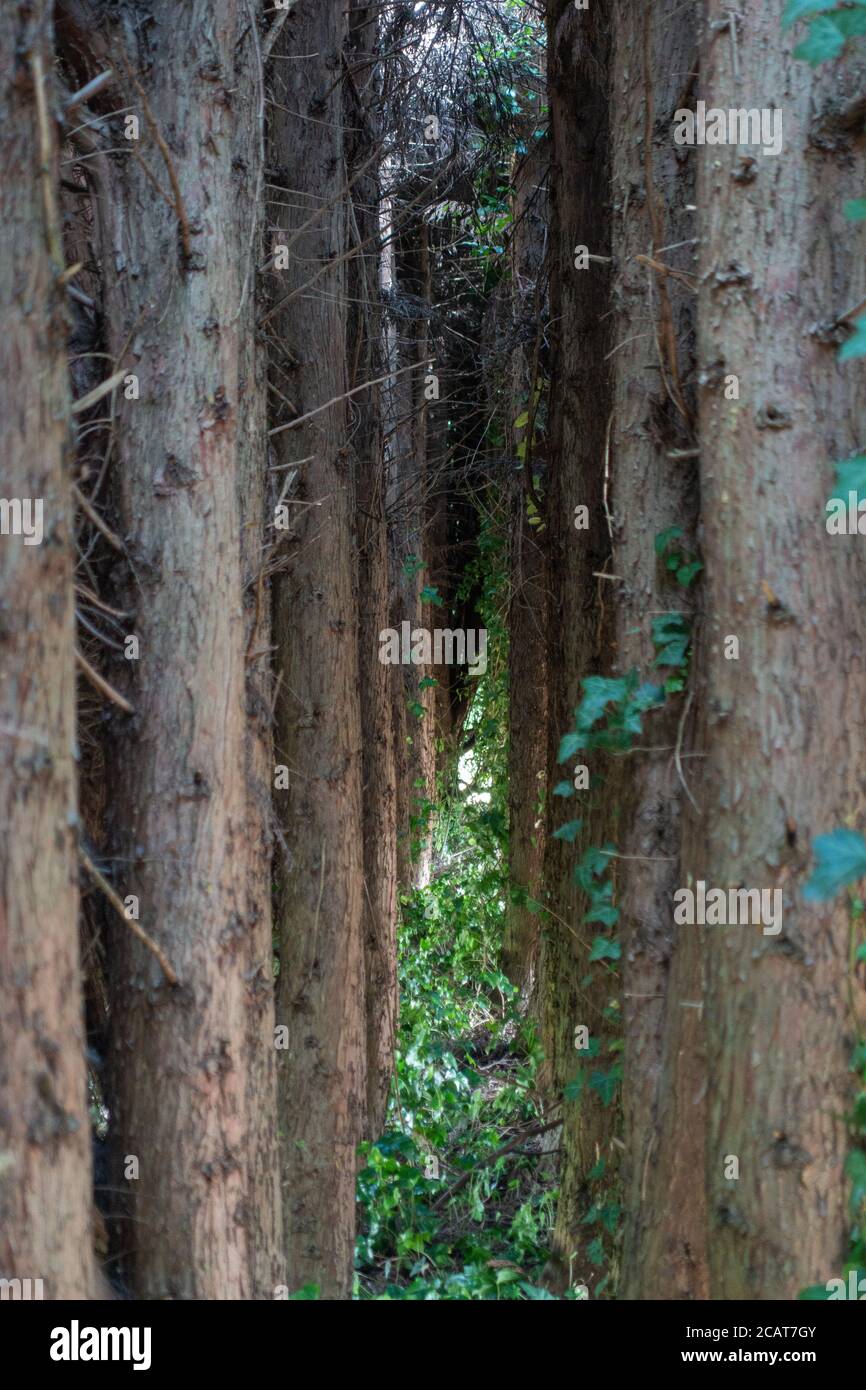dark walkway through two rows of trees Stock Photo - Alamy