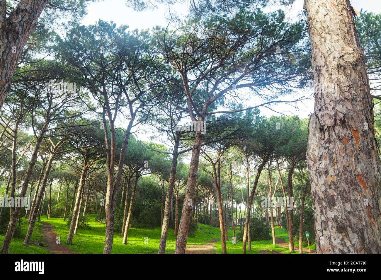 pine trees in Sardinia, Italy Stock Photo - Alamy
