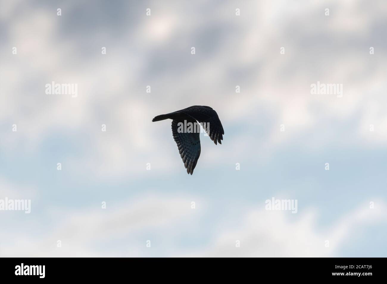 A Red-tailed Hawk flapping its powerful wings and partially silhouetted ...