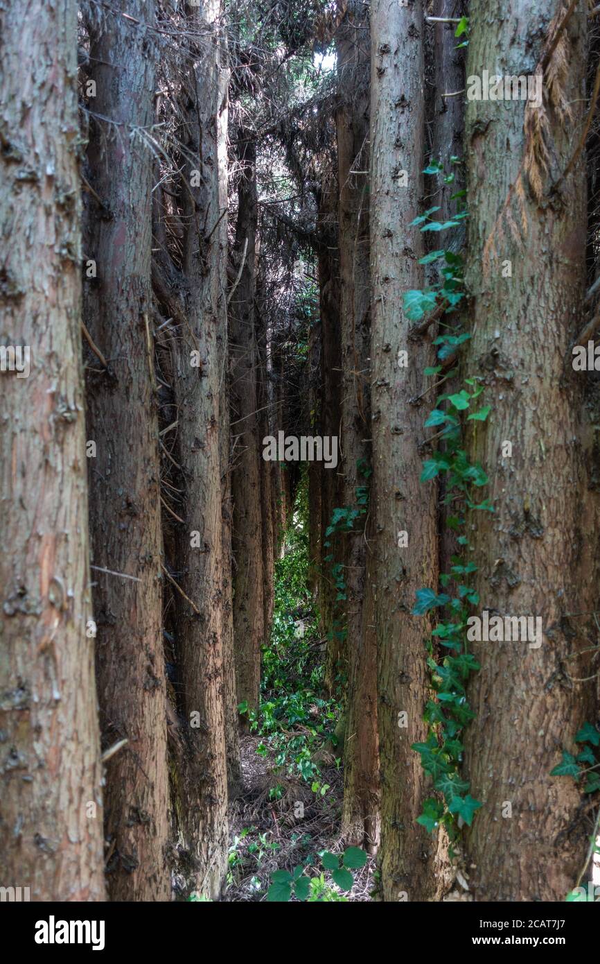 dark walkway through two rows of trees Stock Photo - Alamy