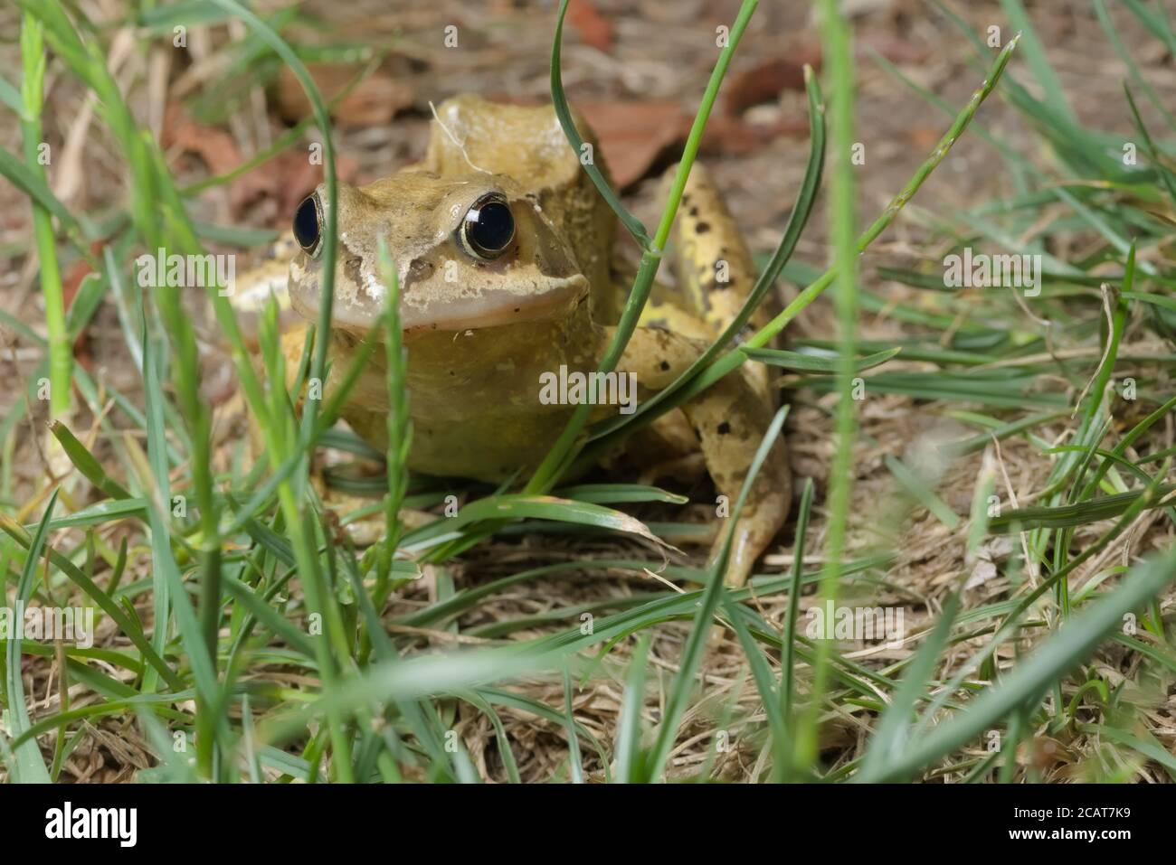 Bulbous nose hi-res stock photography and images - Alamy