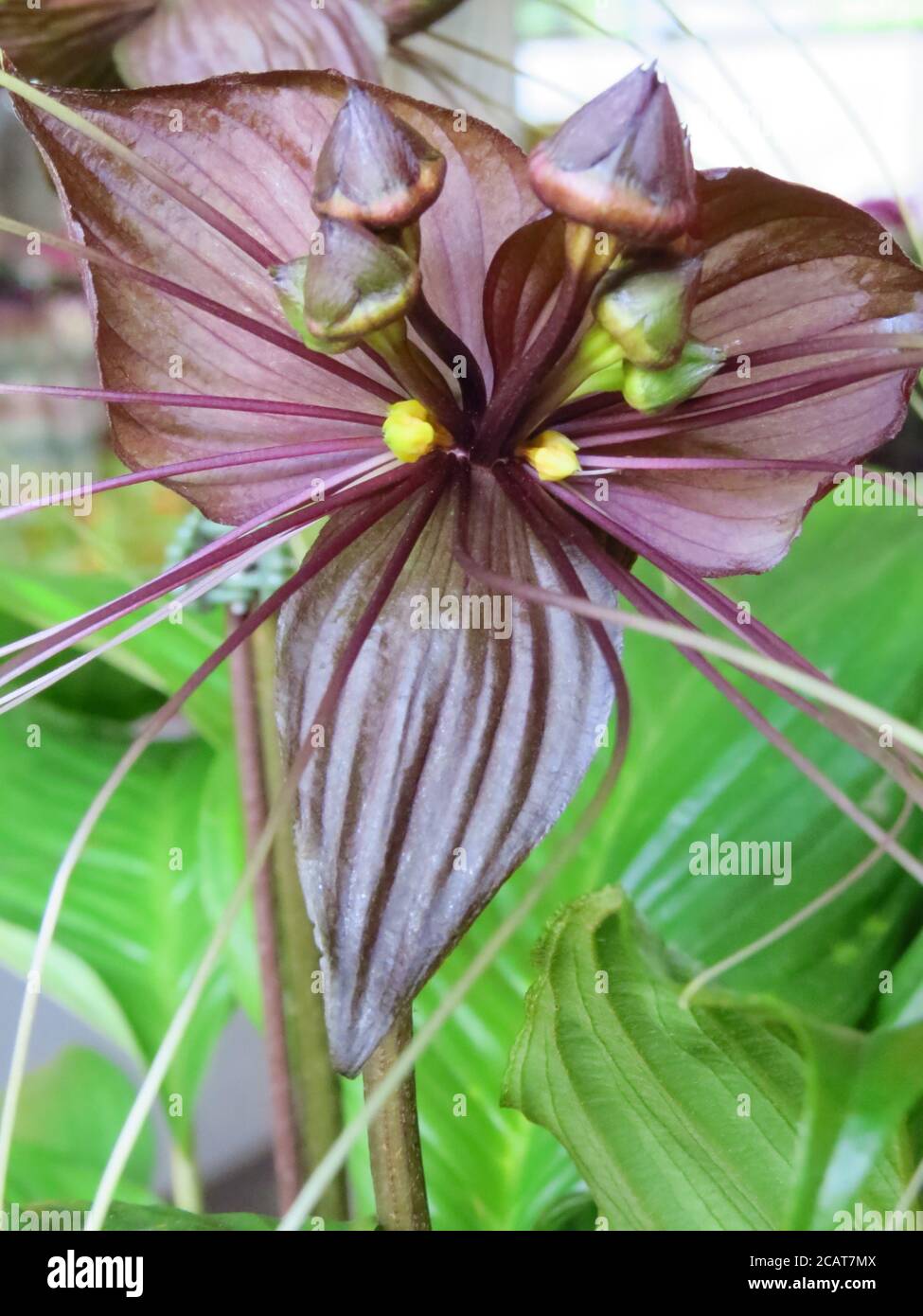 Tacca chantrieri hi-res stock photography and images - Alamy