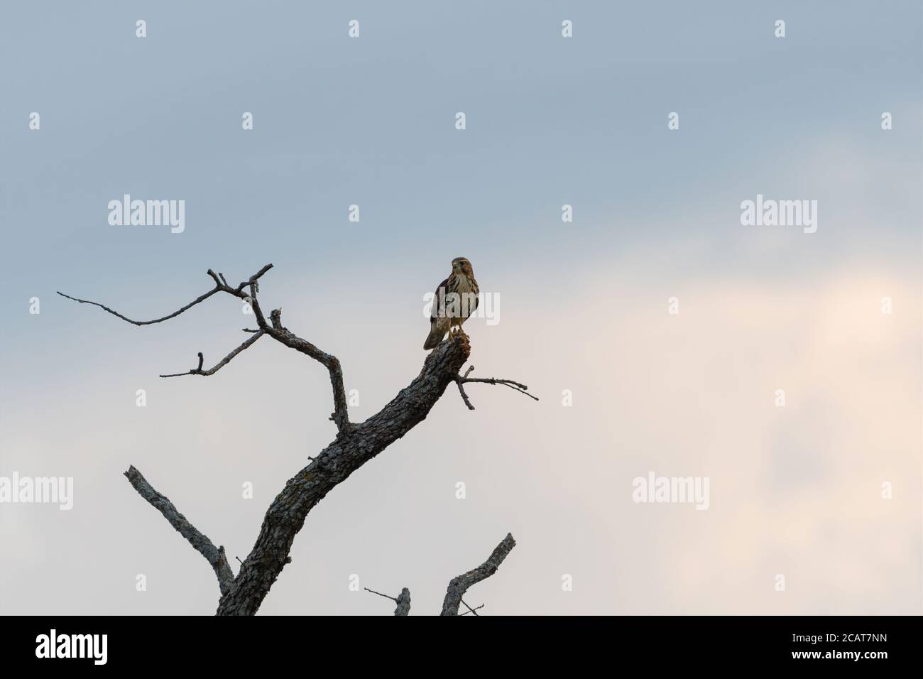 Red-tailed Hawk looking out over the fields below from its perch at the ...