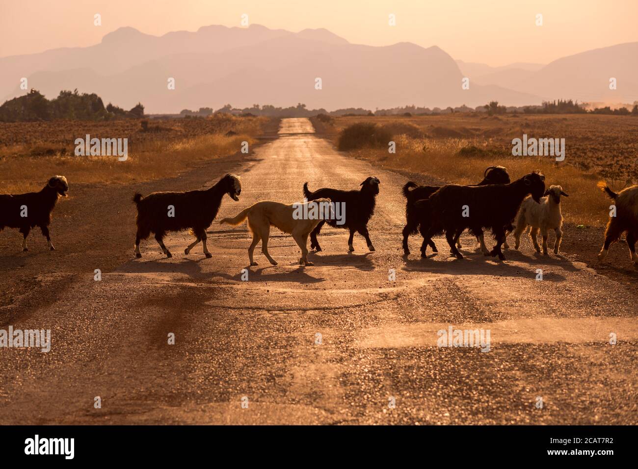 A herd of goats crossing the tarmac road in Antalya Turkey Stock Photo ...