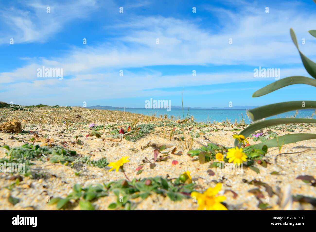 Fiume Santo beach seen from the ground, Sardinia Stock Photo - Alamy