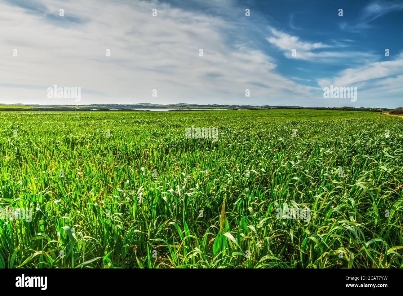green spikes field under a cloudy sky in Sardinia, Italy Stock Photo ...