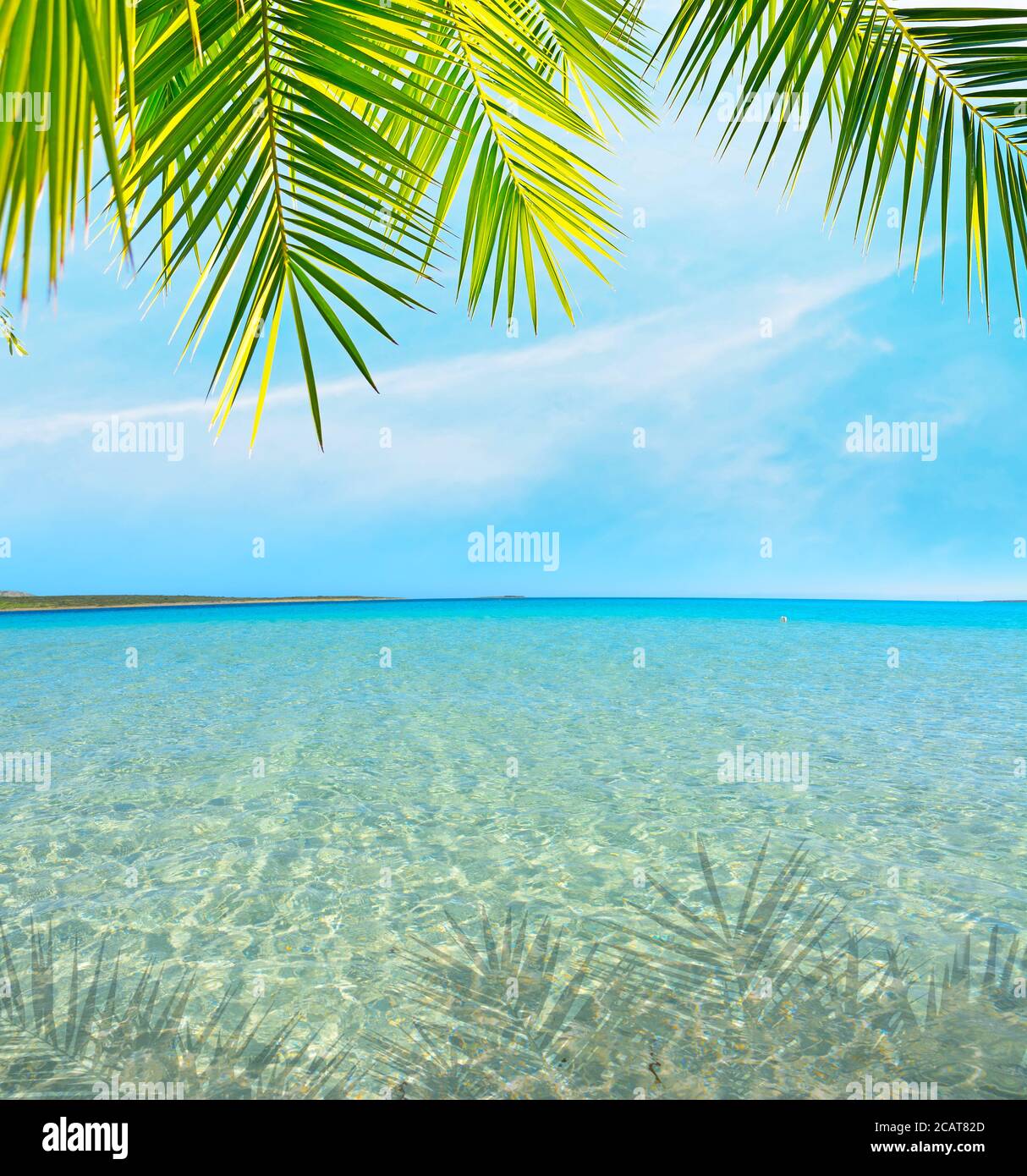 palm tree by the sea in a tropical beach Stock Photo - Alamy
