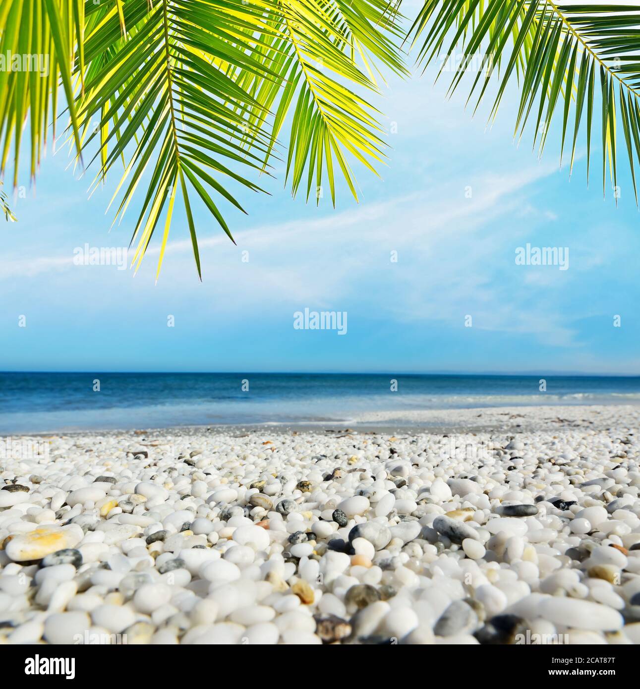 White pebbles palm tree hi-res stock photography and images - Alamy