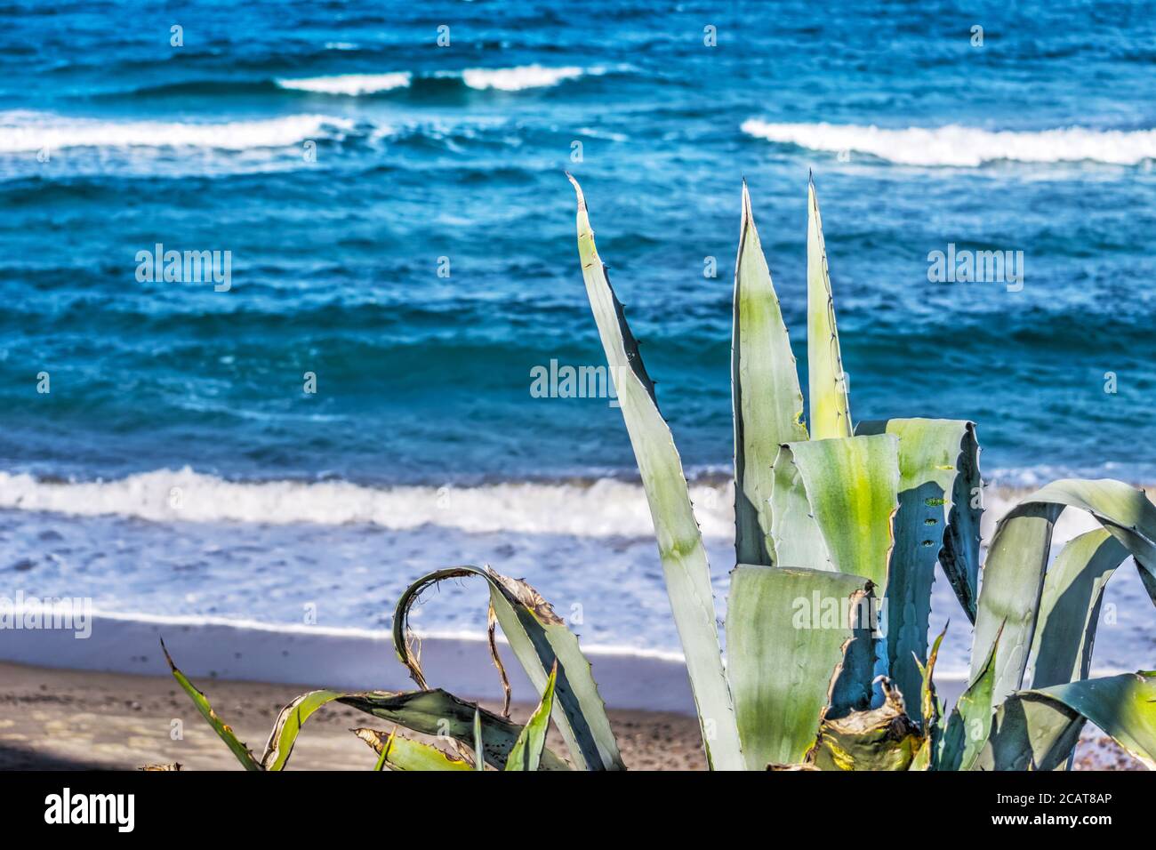 Agave by the sea in Sardinia, Italy Stock Photo - Alamy