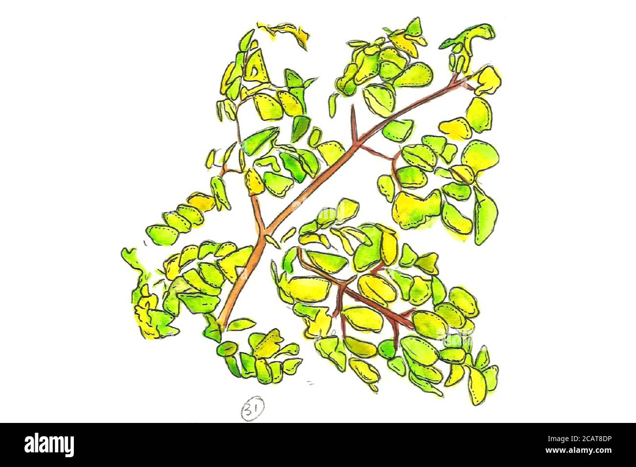 Green Leafy Branch, Delicate Foliage, Watercolour Sketch Stock Photo ...