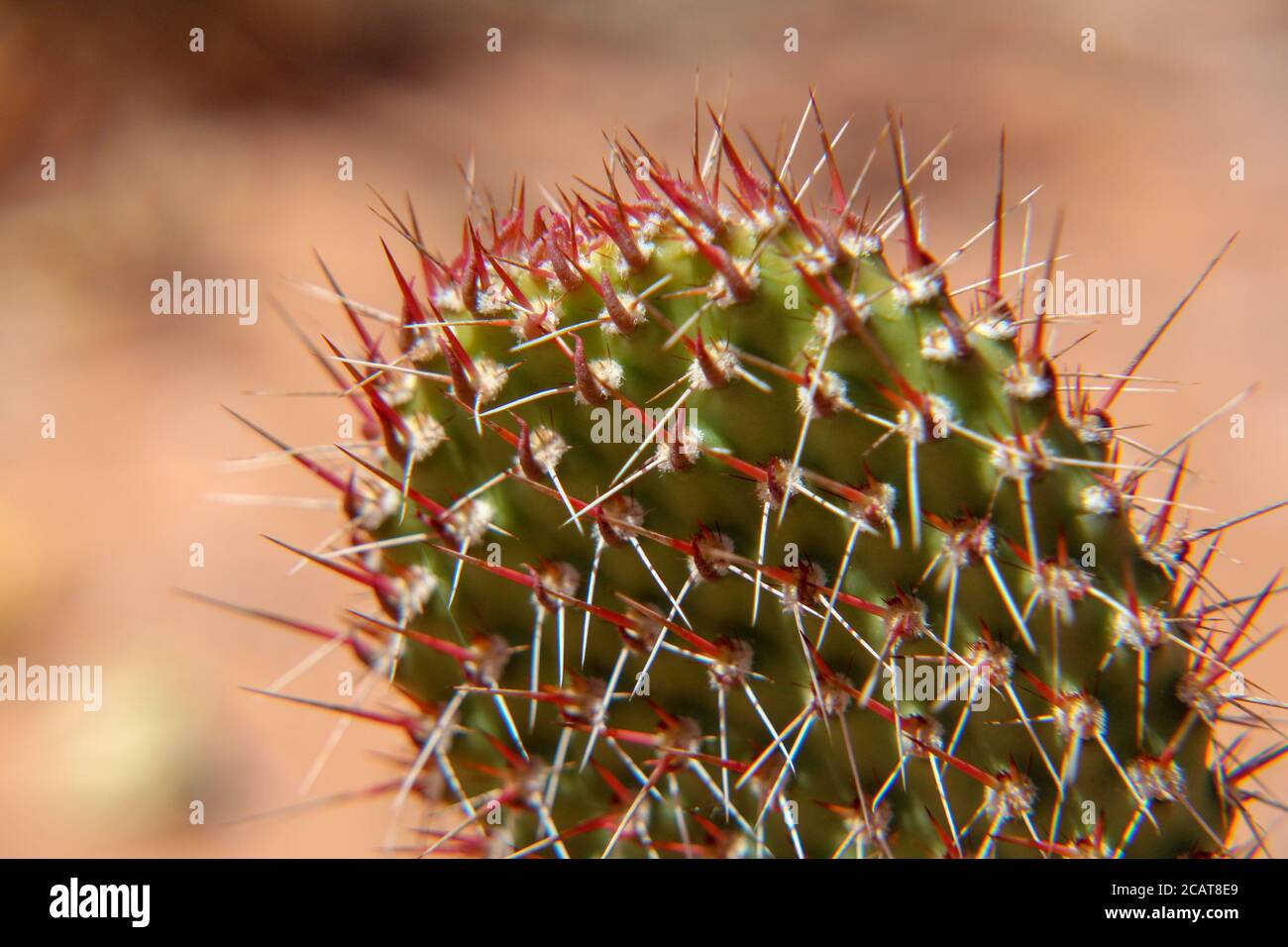 Utah Desert Plants High Resolution Stock Photography and Images - Alamy