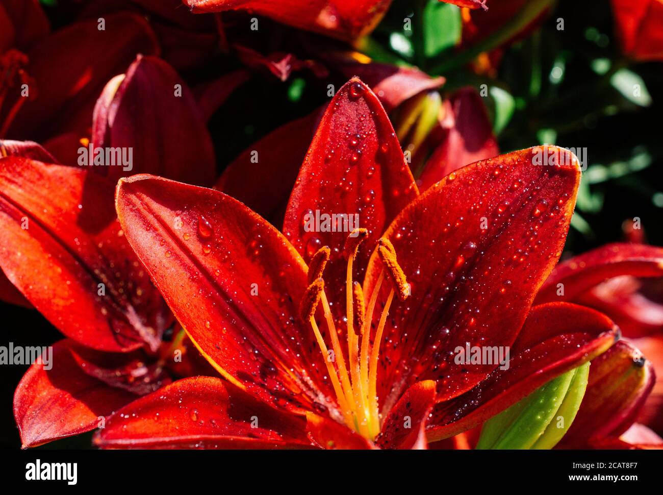 Blooming beautiful fresh lily flowers in close up view Stock Photo - Alamy
