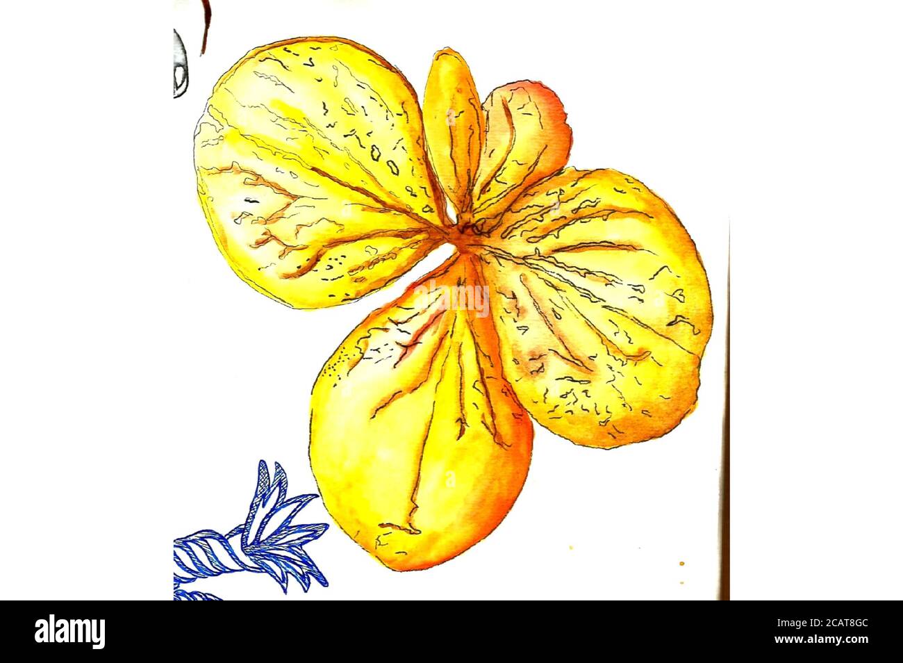 Kalachuchi hi-res stock photography and images - Alamy