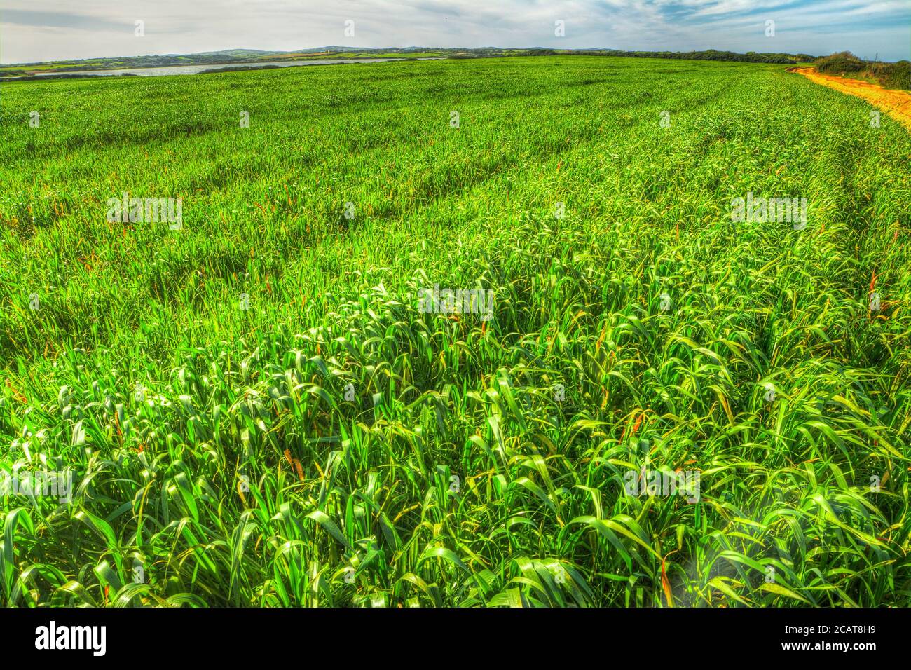 green spikes field under a cloudy sky in Sardinia, Italy Stock Photo ...