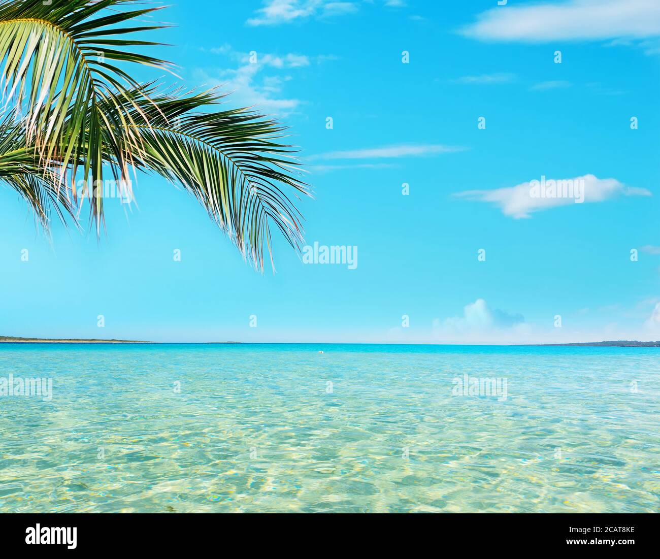 palm tree by the sea in a tropical beach Stock Photo - Alamy