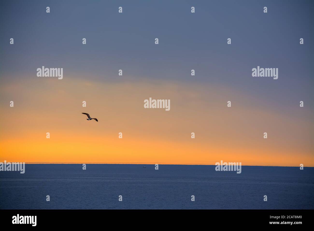 seagull flying over the sea at sunset in Alghero Stock Photo - Alamy