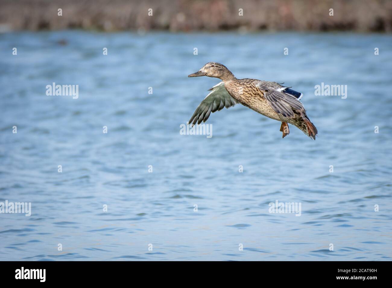 Female Mallard duck in flight coming in to land Stock Photo - Alamy