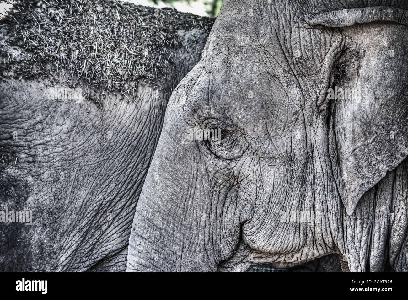 close up of an elephant face in hdr Stock Photo - Alamy