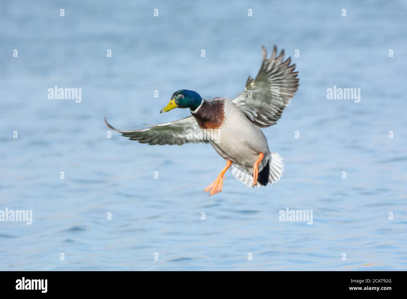 Male Mallard duck in flight coming in to land Stock Photo - Alamy