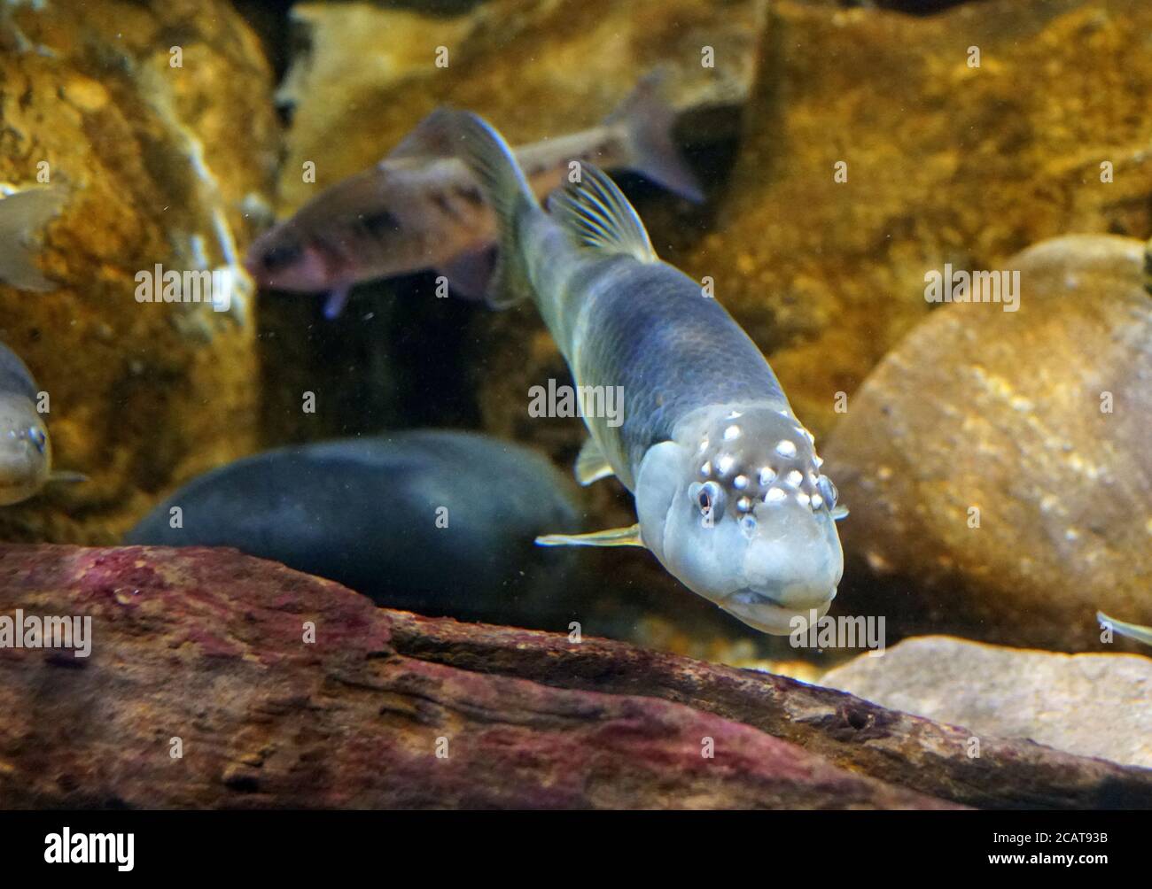 A male bluehead chub, a freshwater fish, inside an aquarium Stock Photo ...