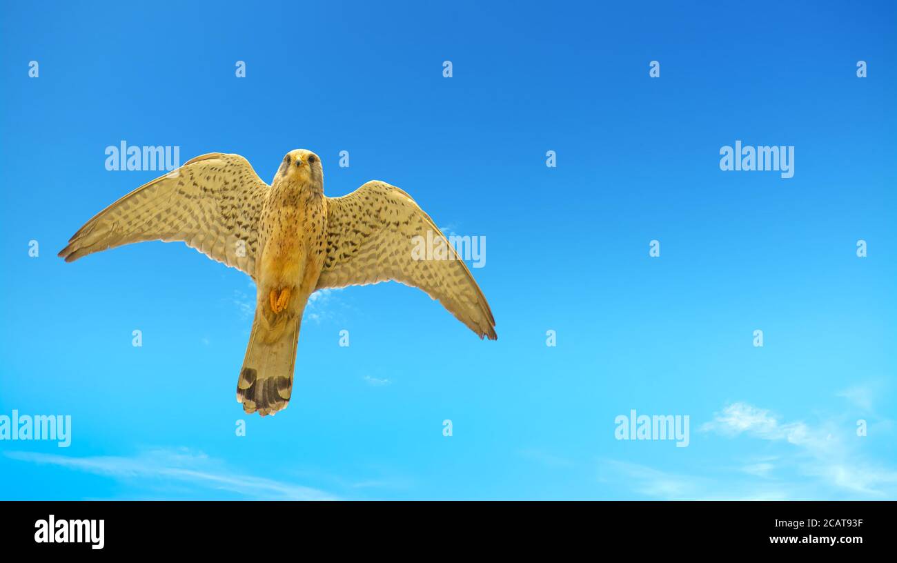 hawk in the blue sky seen from below Stock Photo - Alamy