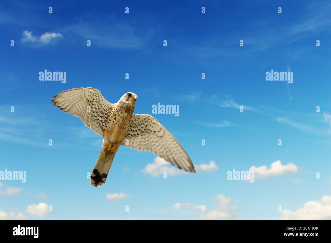 hawk under a blue sky with clouds seen from below Stock Photo - Alamy