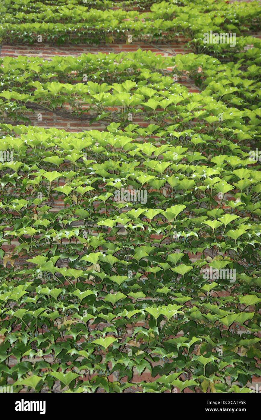 English ivy wall covering hi-res stock photography and images - Alamy