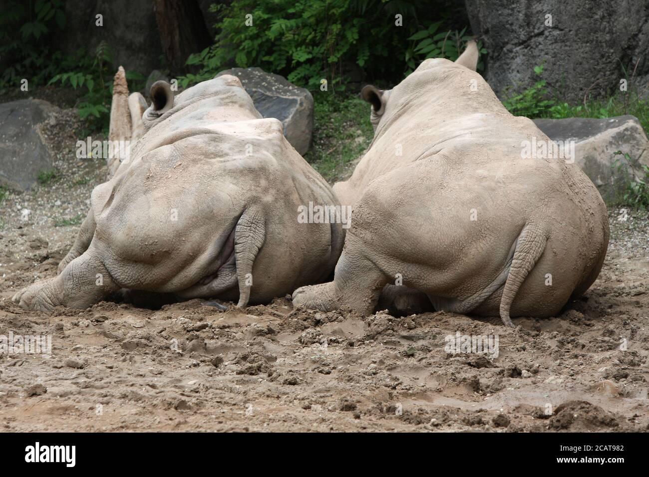Hippo tail hippopotamus hi-res stock photography and images - Alamy