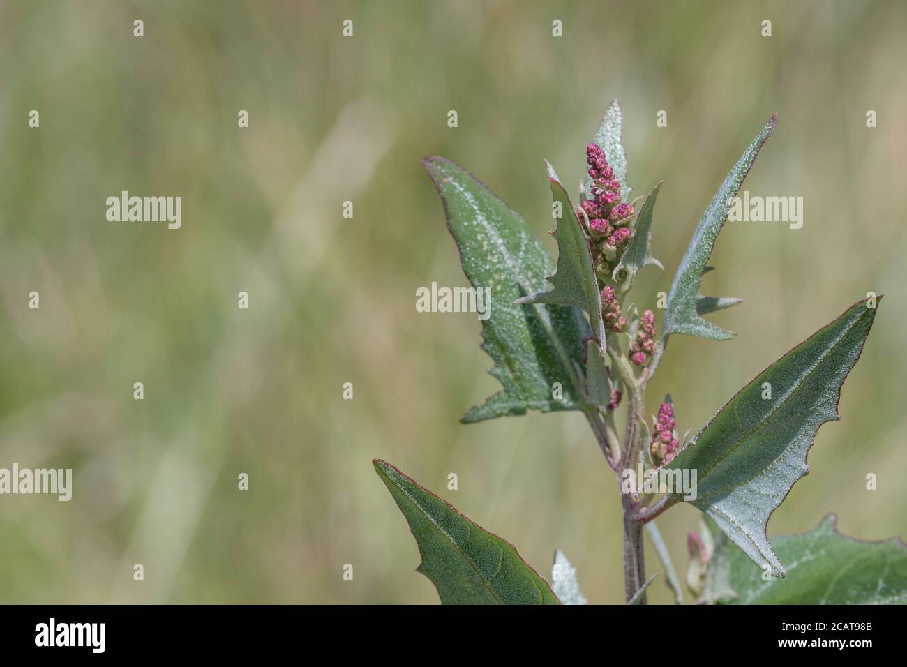Hastate leaves hi-res stock photography and images - Alamy