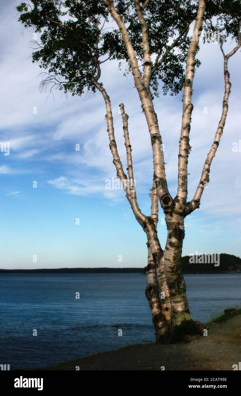 Dendroid High Resolution Stock Photography and Images - Alamy