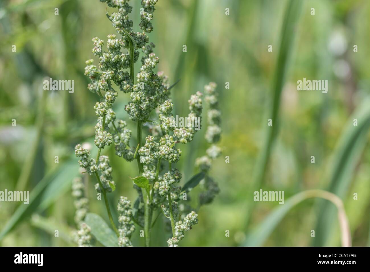 Close shot Fat-Hen / Chenopodium album flowerhead. Agricultural weed ...