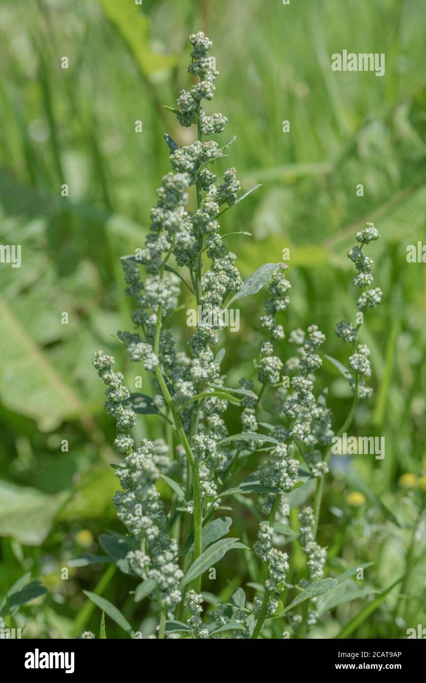 Close shot Fat-Hen / Chenopodium album flowerhead. Agricultural weed ...