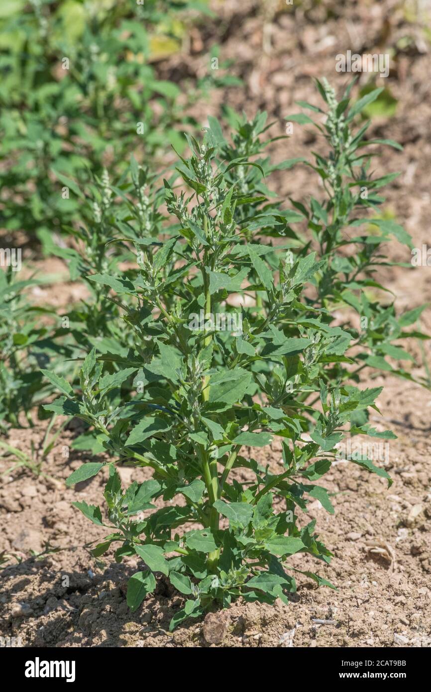Fat-Hen / Chenopodium album growing in crop. Agricultural weed that is ...