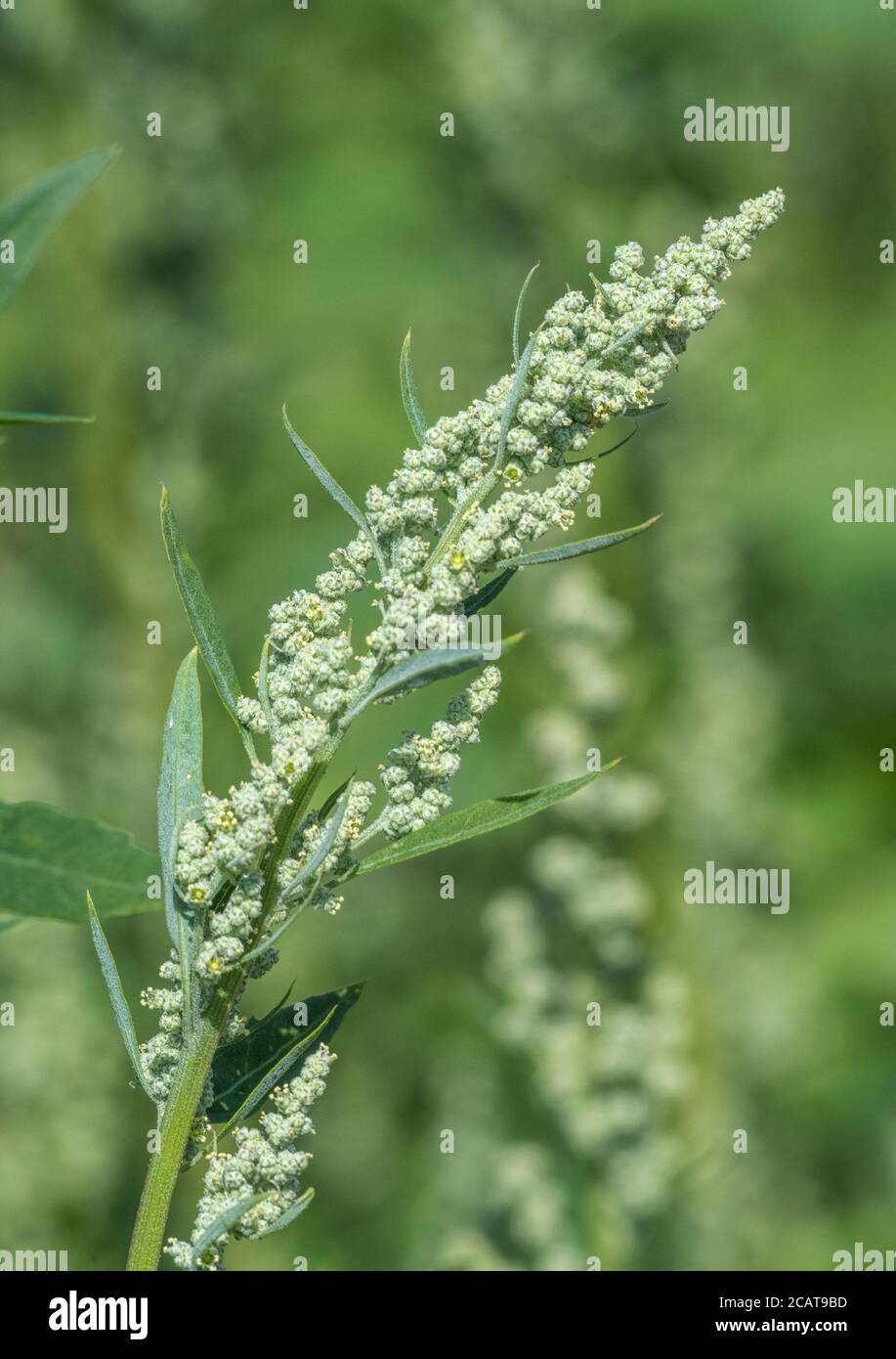 Close shot Fat-Hen / Chenopodium album flowerhead. Agricultural weed ...