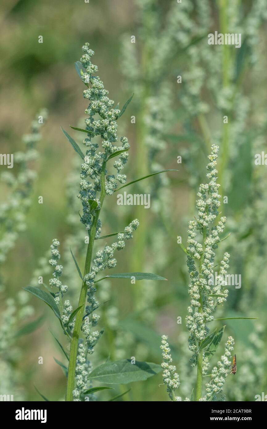 Close shot Fat-Hen / Chenopodium album flowerhead. Agricultural weed ...