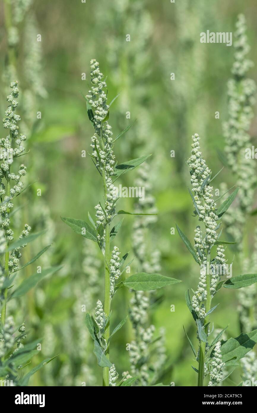 Fat hen weed hi-res stock photography and images - Alamy