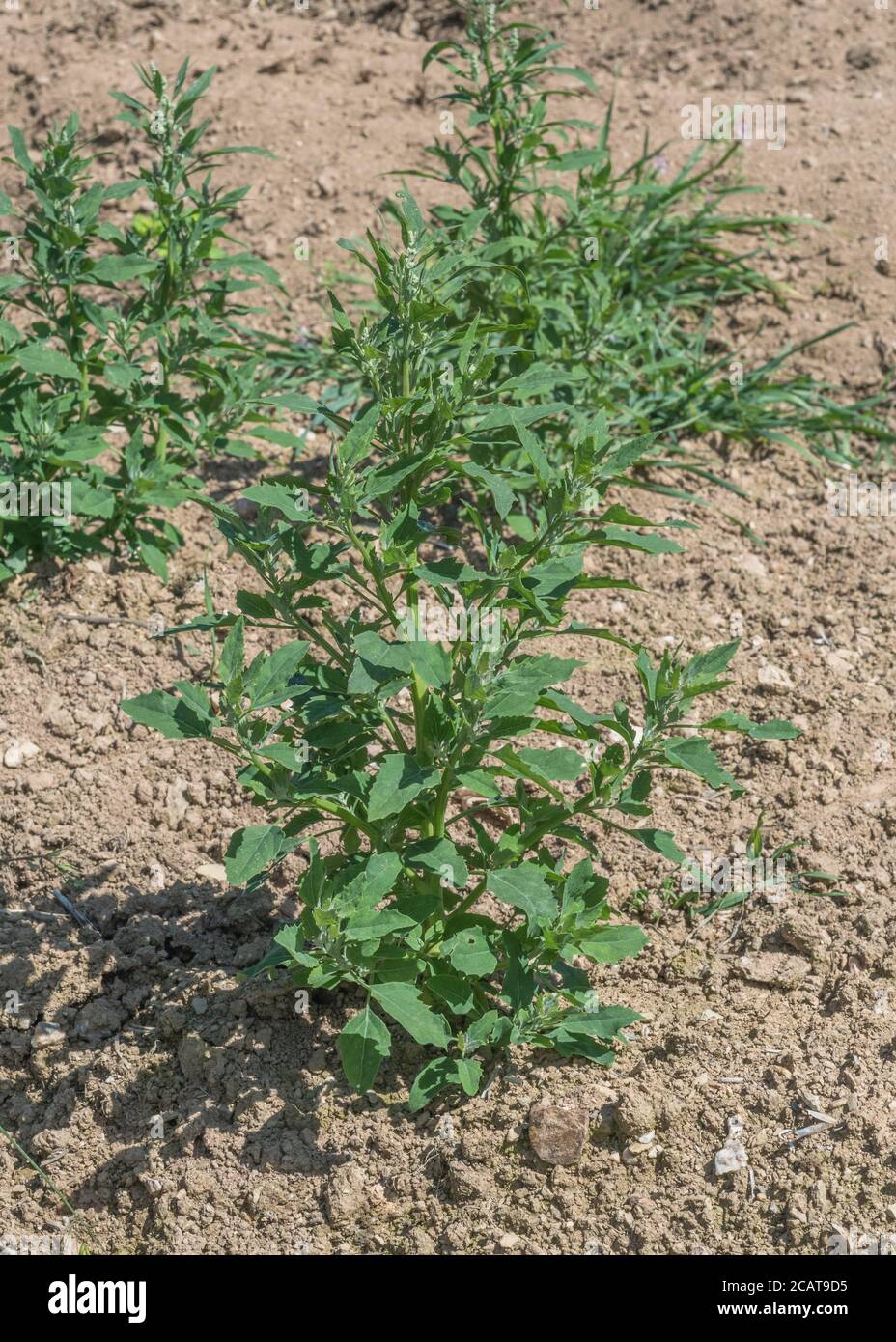 Fat-Hen / Chenopodium album growing in crop. Agricultural weed that is ...