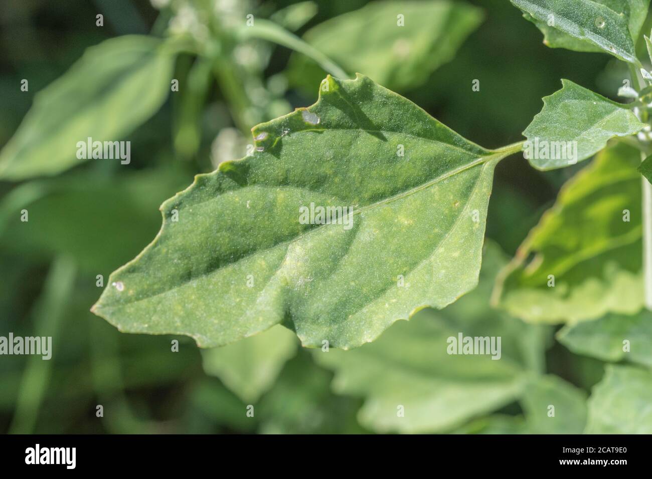 Close shot leaf of Fat-Hen / Chenopodium album. Agricultural weed that ...