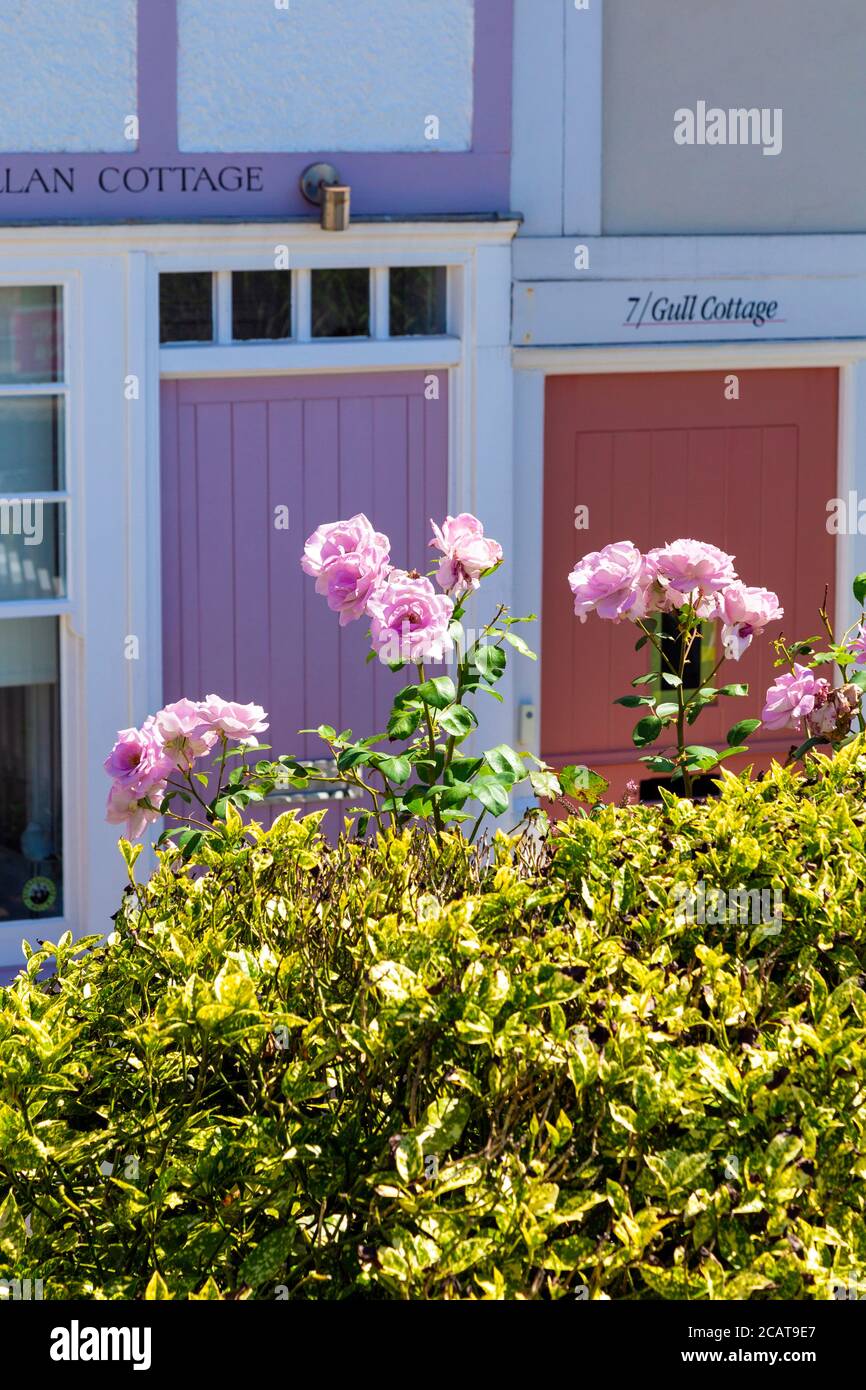 Pink roses in front of seaside cottages in Whitstable, Kent, UK Stock ...