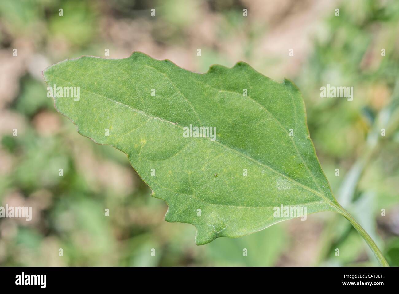 Close shot leaf of Fat-Hen / Chenopodium album. Agricultural weed that ...