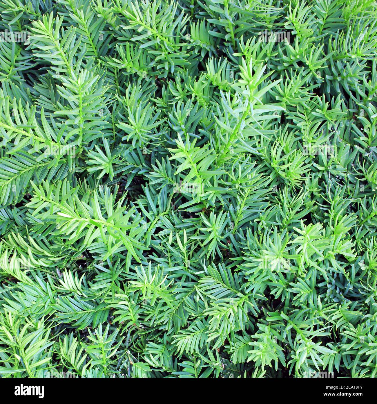 Juniper shoots hi-res stock photography and images - Alamy
