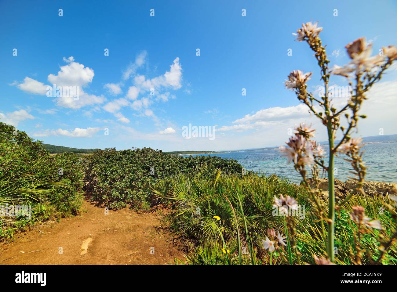 plants and flowers by the sea in Sardinia, Italy Stock Photo - Alamy